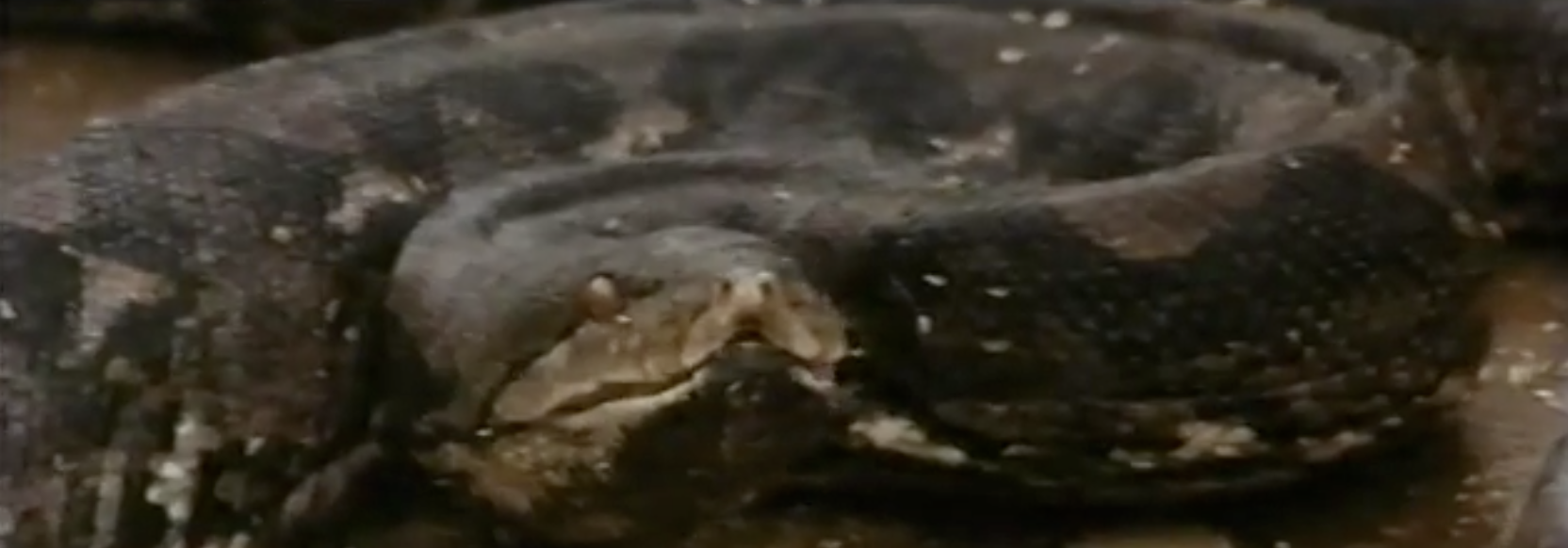 Calamity of Snakes (1982) | Monster Zone